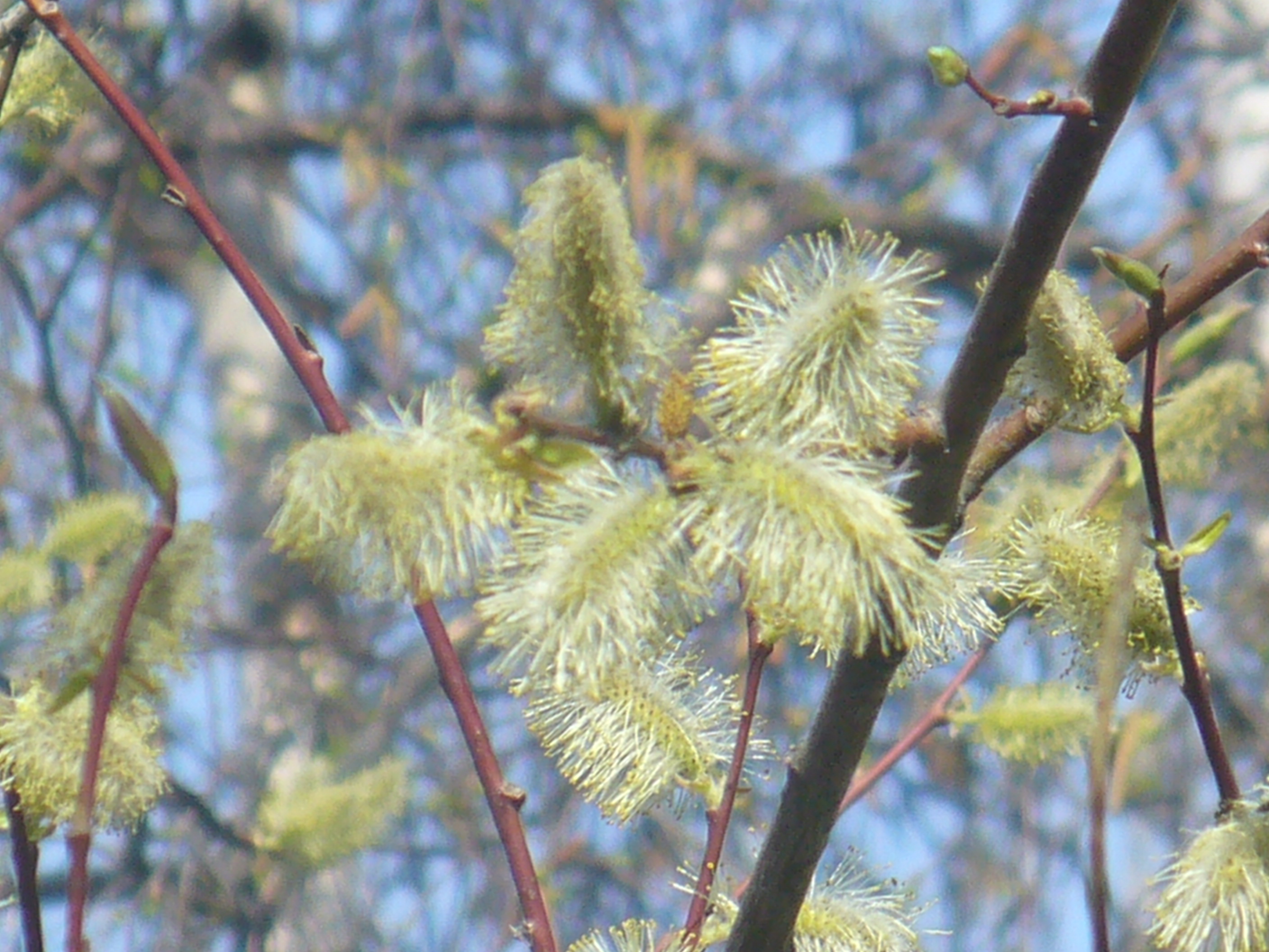 Фотография: Весна | Живой Ангарск | LiveAngarsk.ru